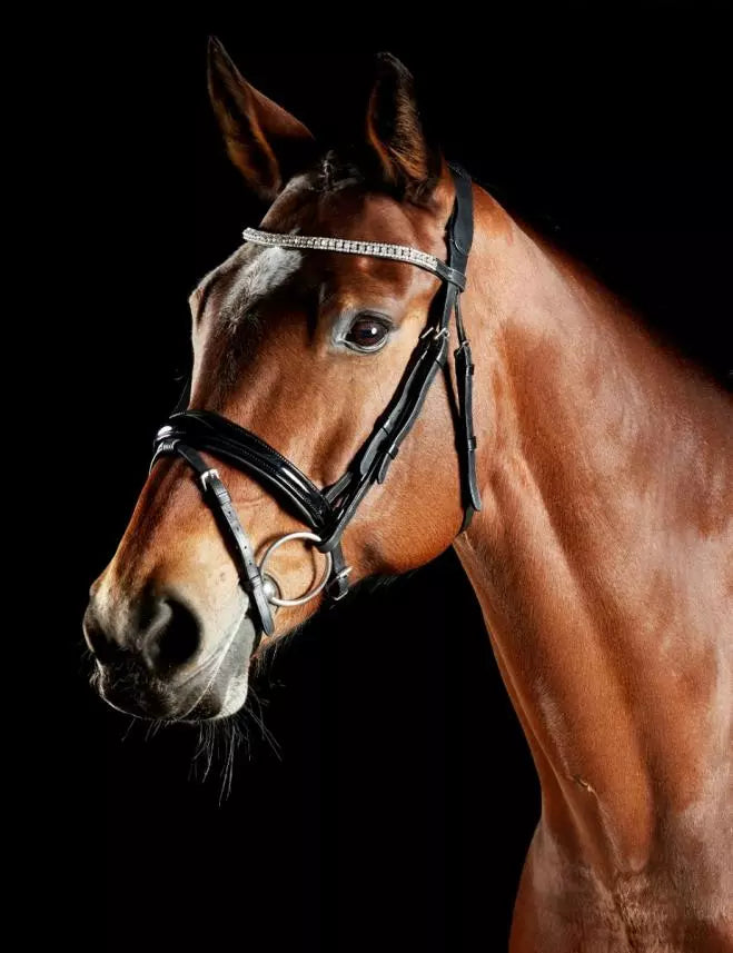 Collegiate – The Tack Box Saddleworld