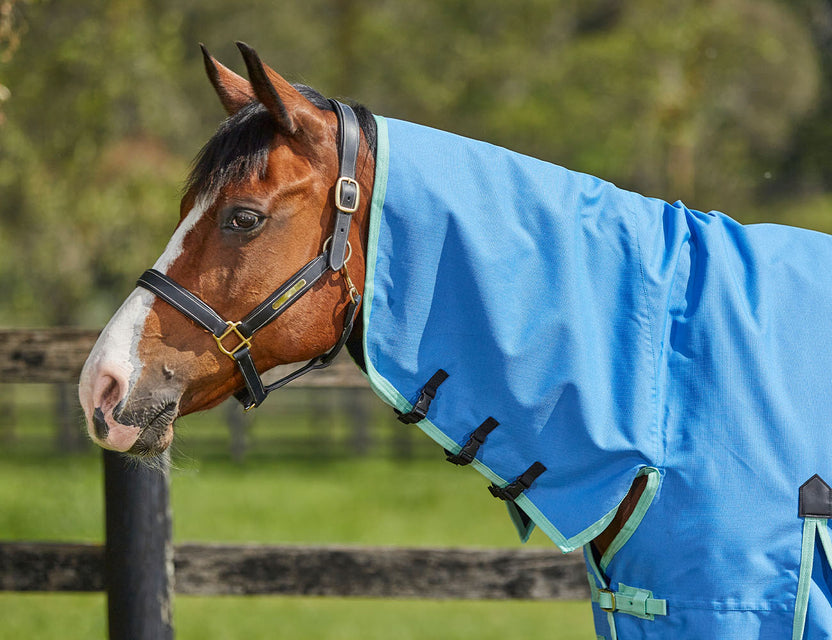 Saxon – The Tack Box Saddleworld
