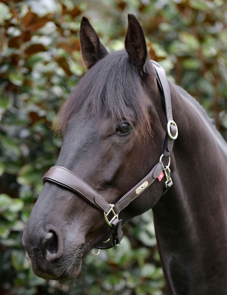 Kincade Anatomical Halter – The Tack Box Saddleworld