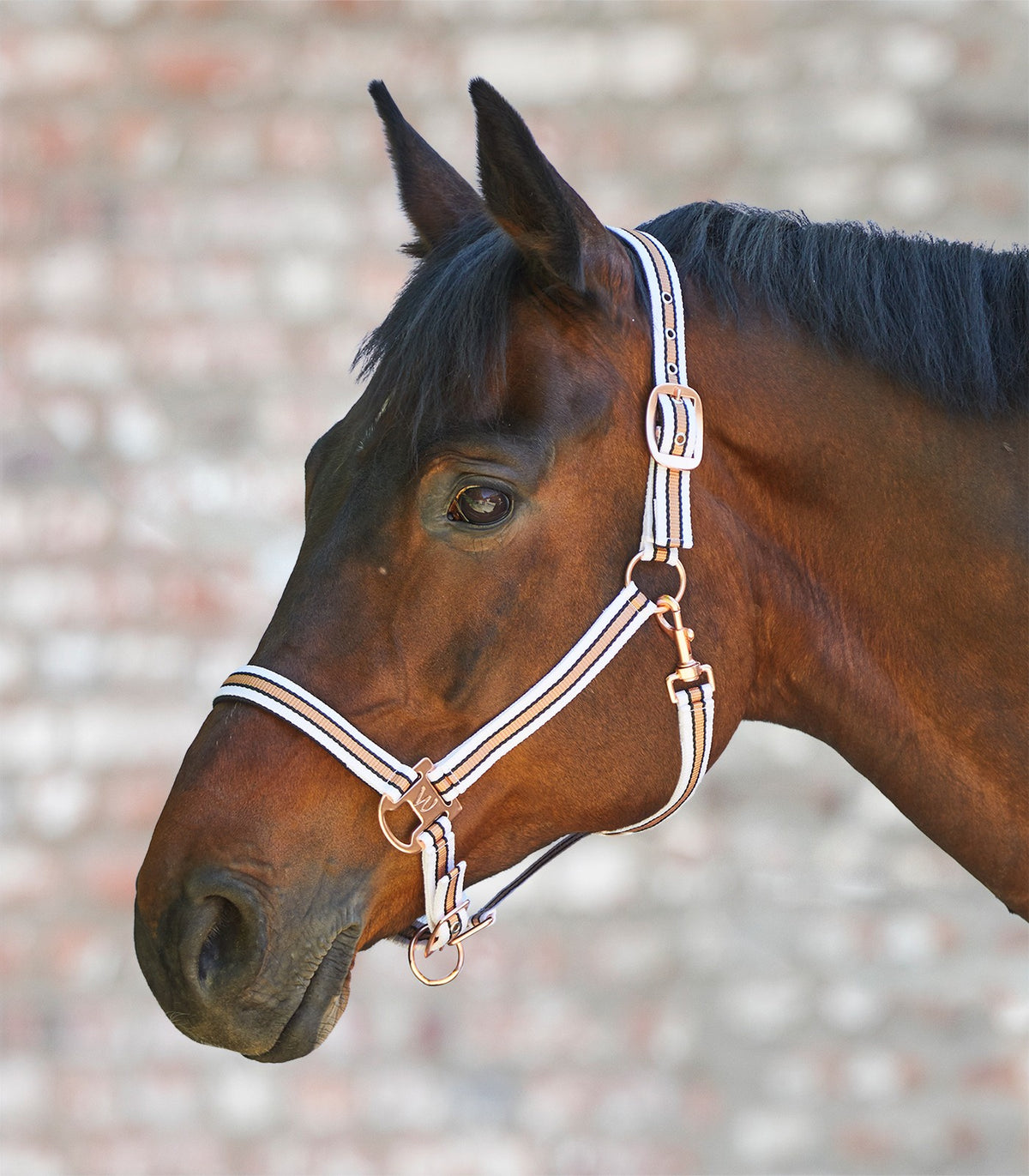 Halters & Leads - Horse Head Collar & Halters – The Tack Box Saddleworld