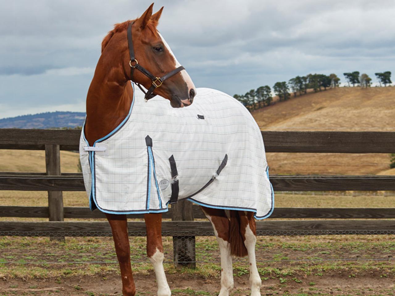 Weatherbeeta Summer Sheet Cotton Rug – The Tack Box Saddleworld