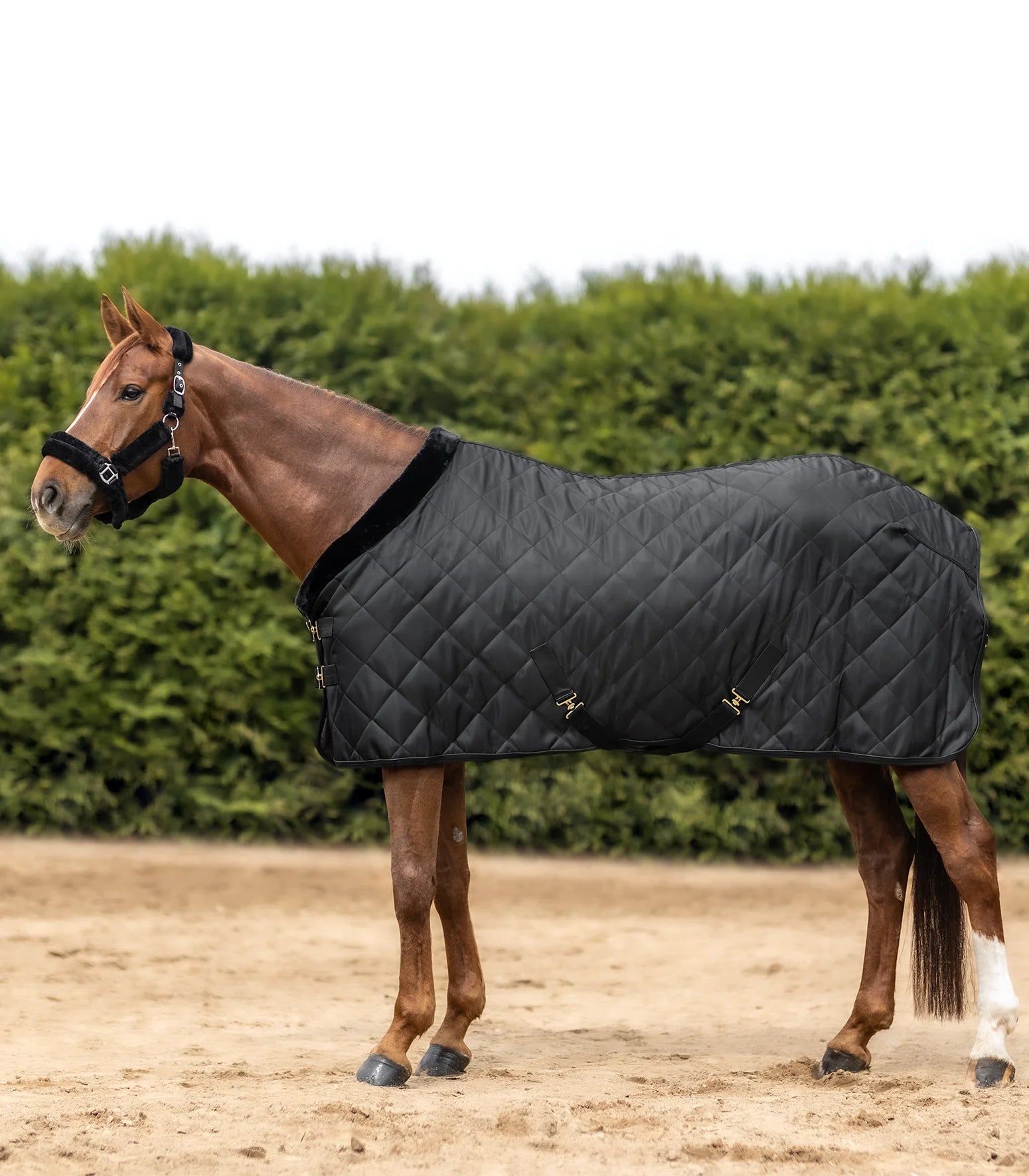 Waldhausen Exclusive Show/stable Rug – The Tack Box Saddleworld